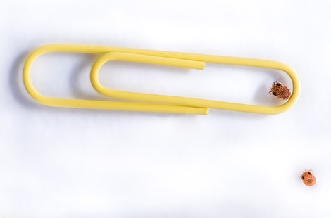 Cephalopod Breeding Center | Marine Biological Laboratory